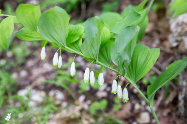 Solomon's Seal Root – Woodland Essence