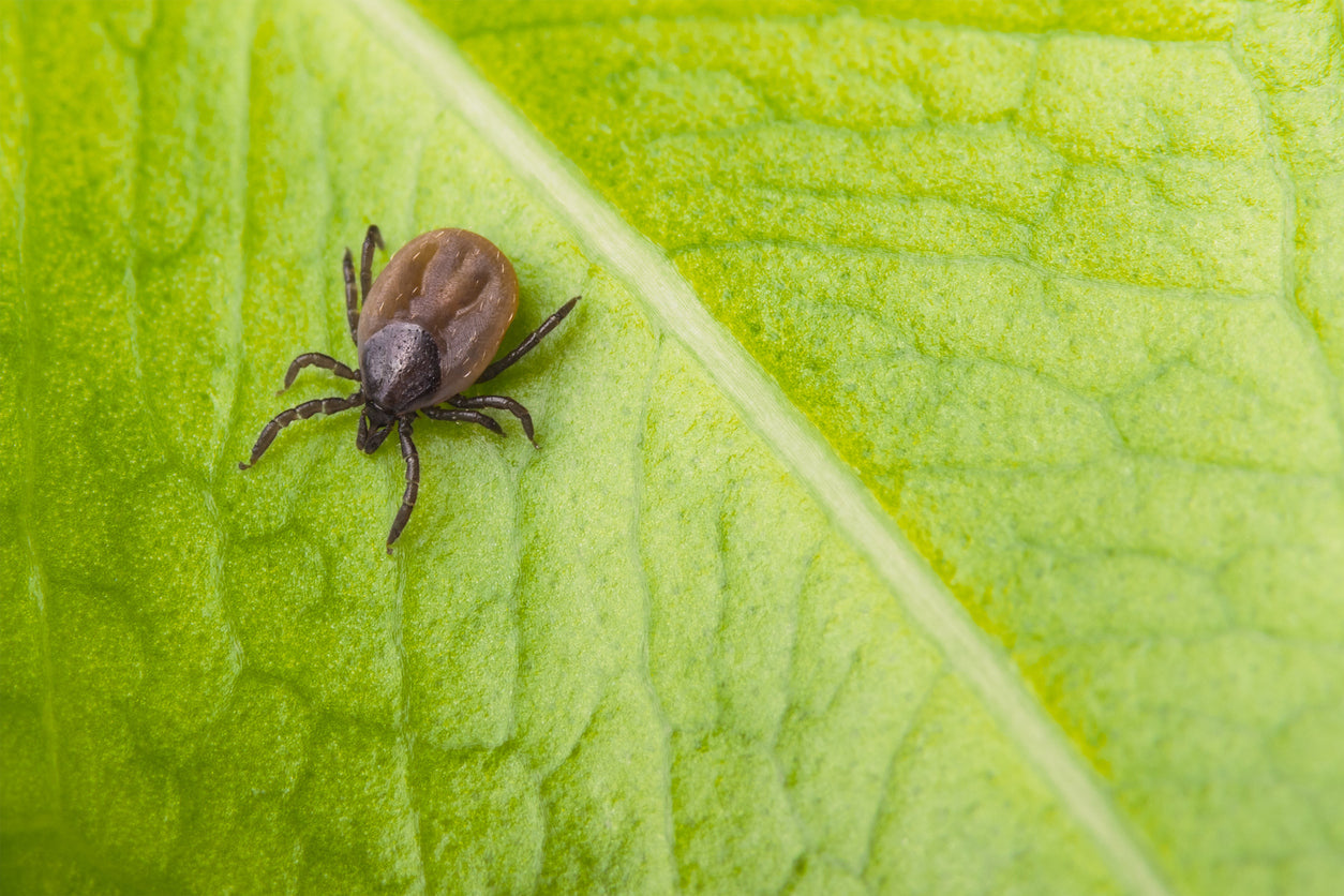 Tick Essentials! – Woodland Essence