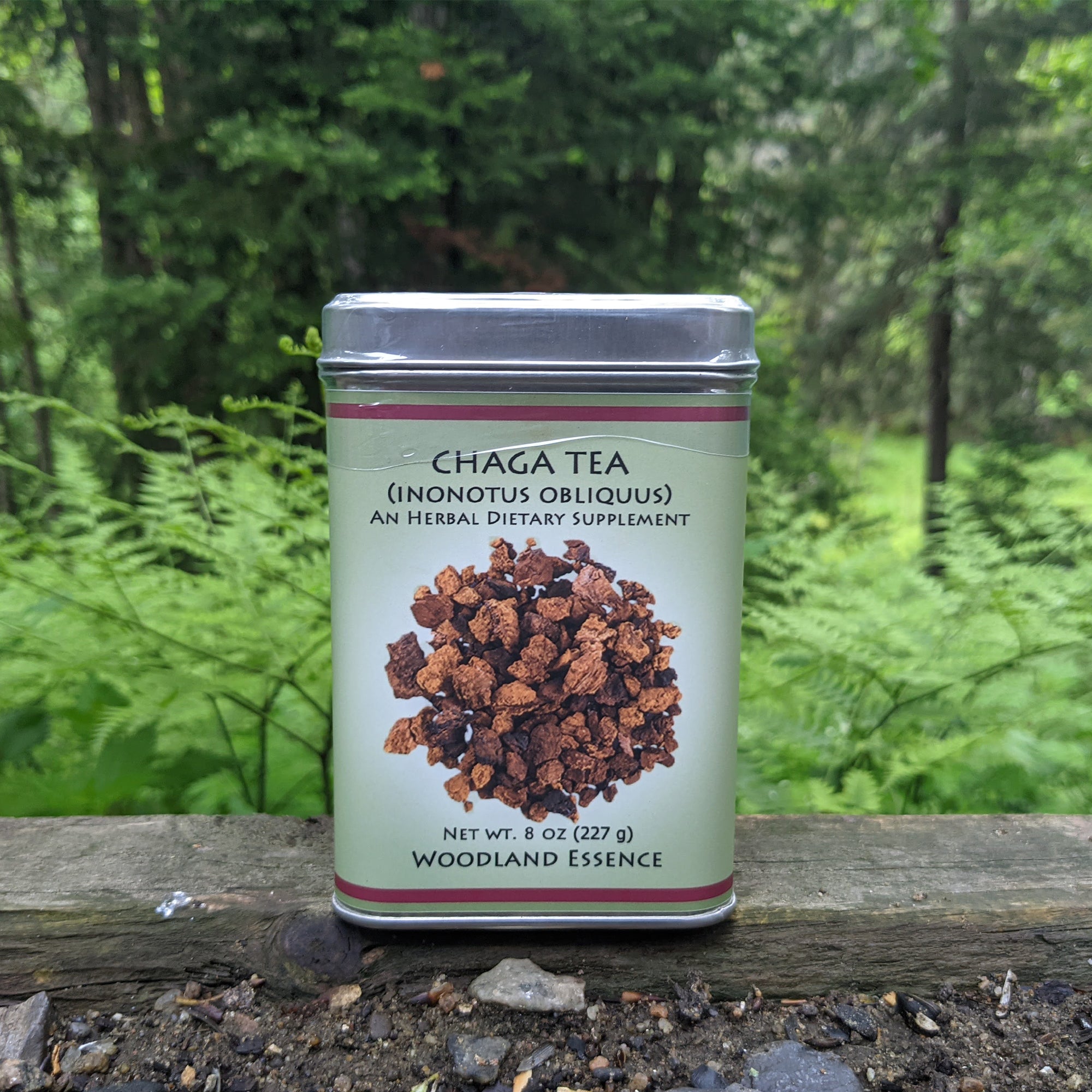 Chaga Tea – Woodland Essence