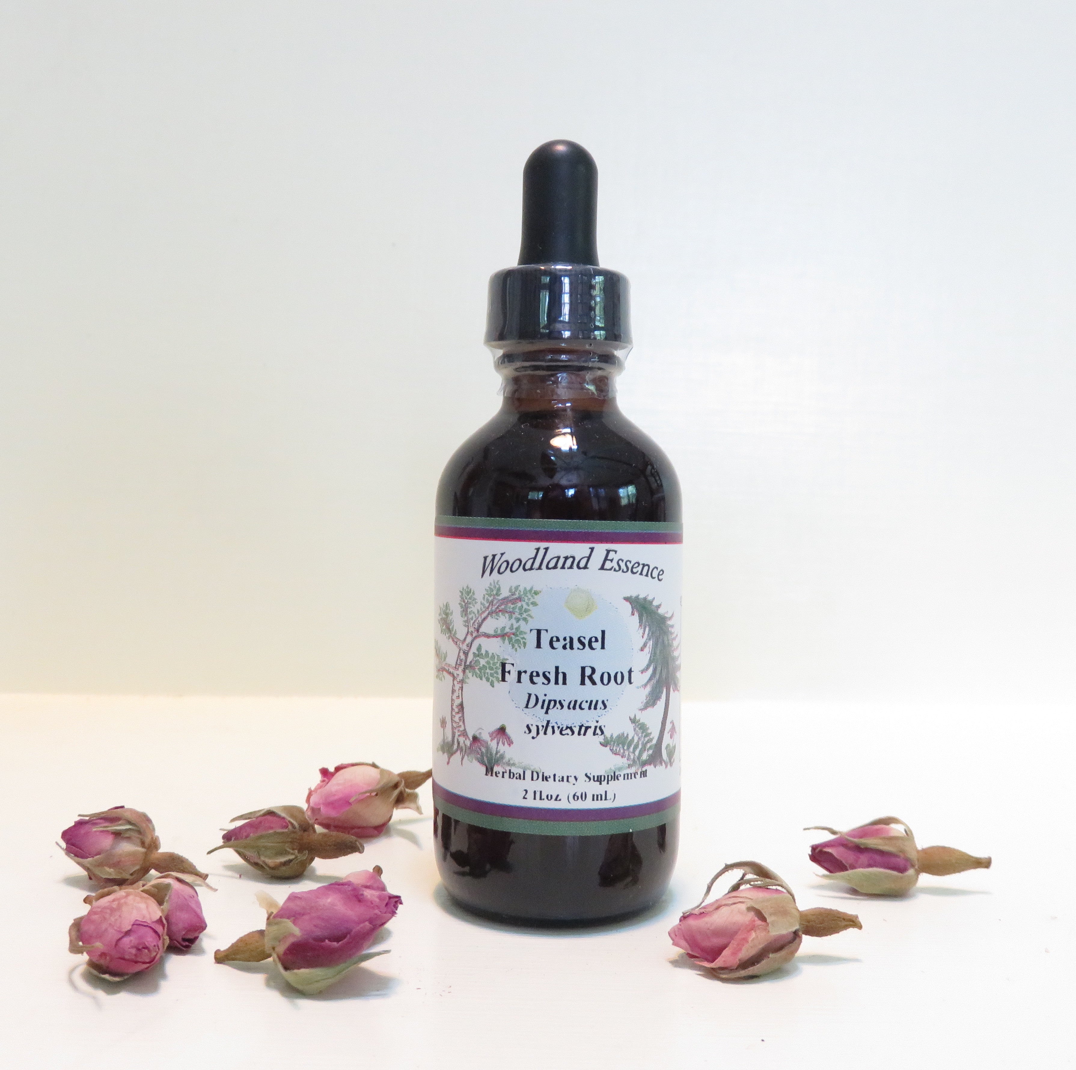 Teasel Root Extract – Woodland Essence